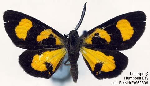 Papua Insects Foundation (Lepidoptera/Geometridae(Ennominae)/Ctimene ...